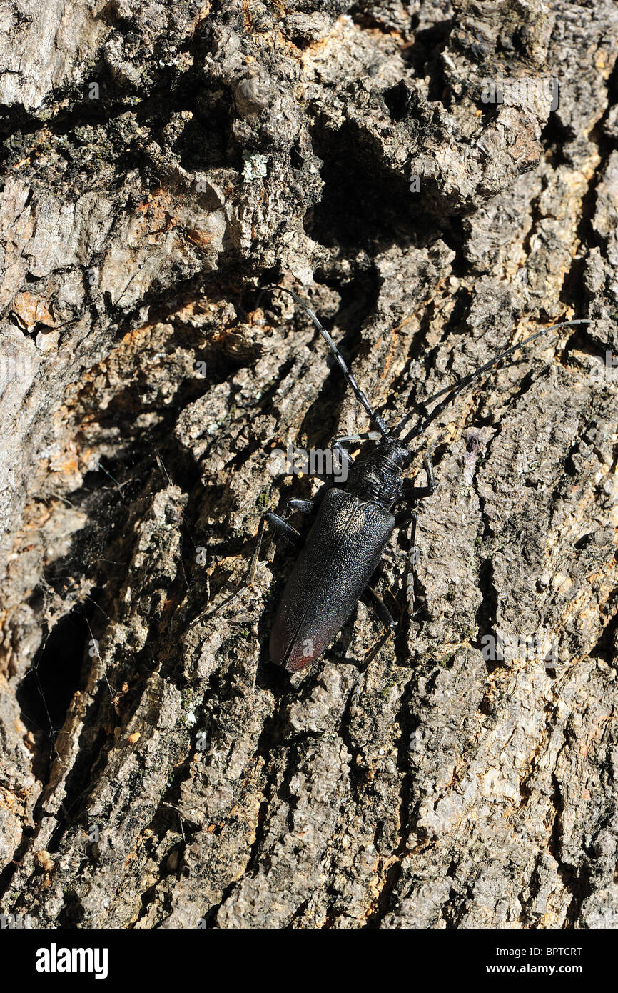 The great capricorn beetle hi-res stock photography and images - Alamy