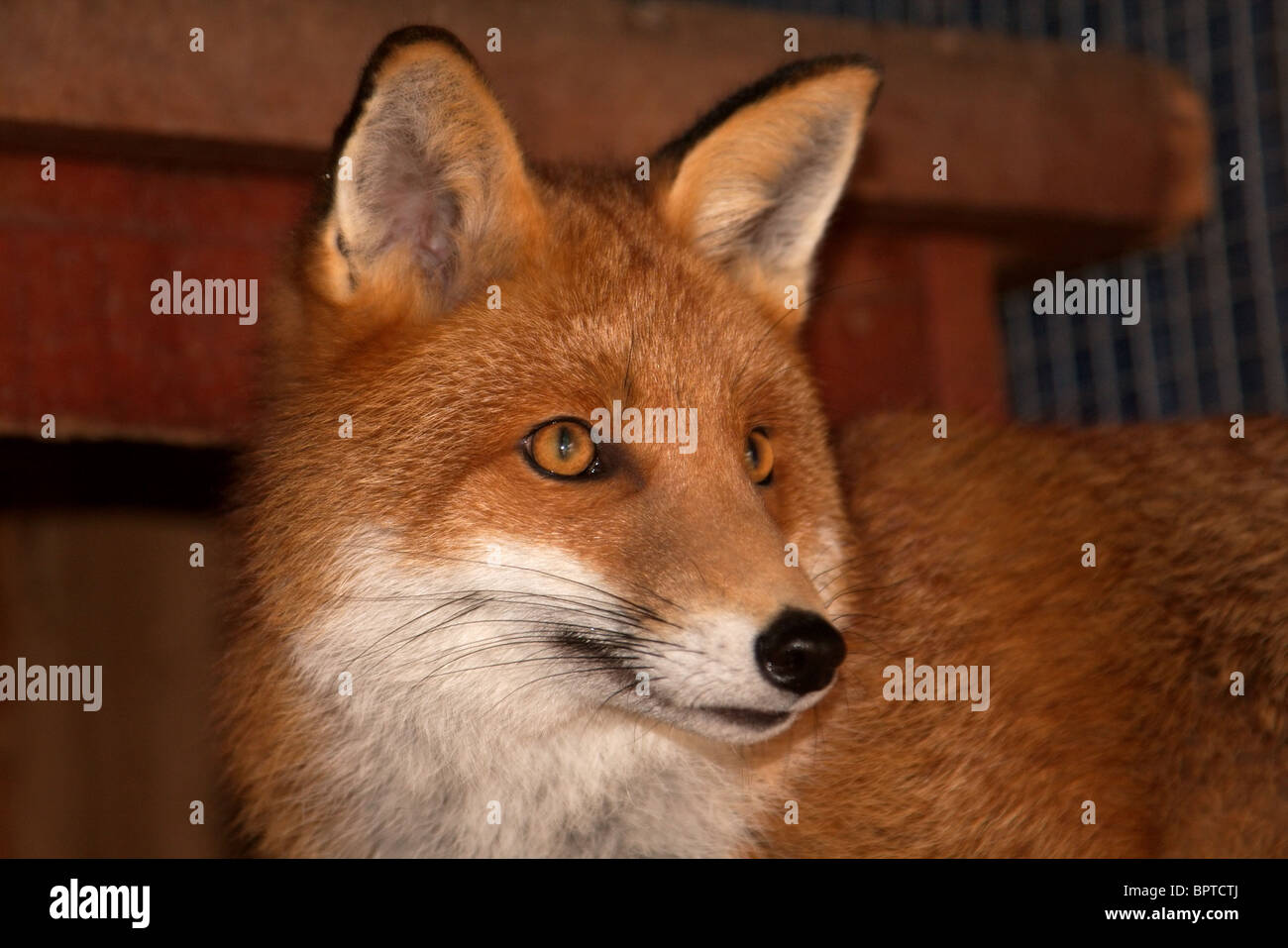 A red fox in his pen at an animal rescue centre Stock Photo - Alamy