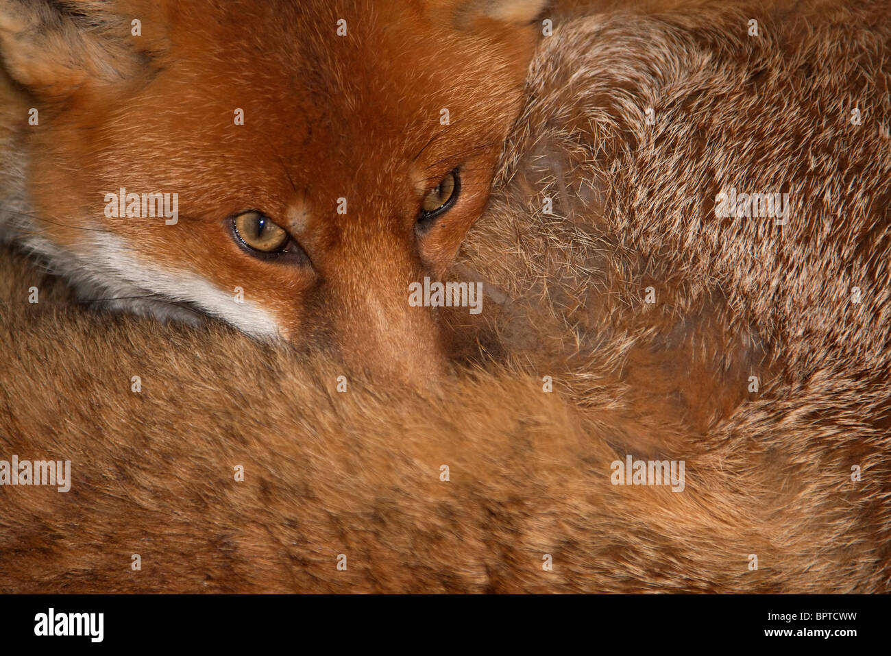 a beautiful red fox curled up in his pen at a wildlife rescue centre ...