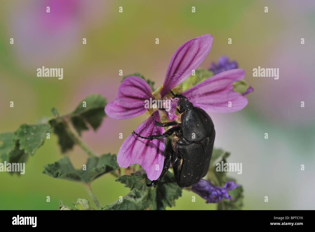 Black rose chafer hi-res stock photography and images - Alamy