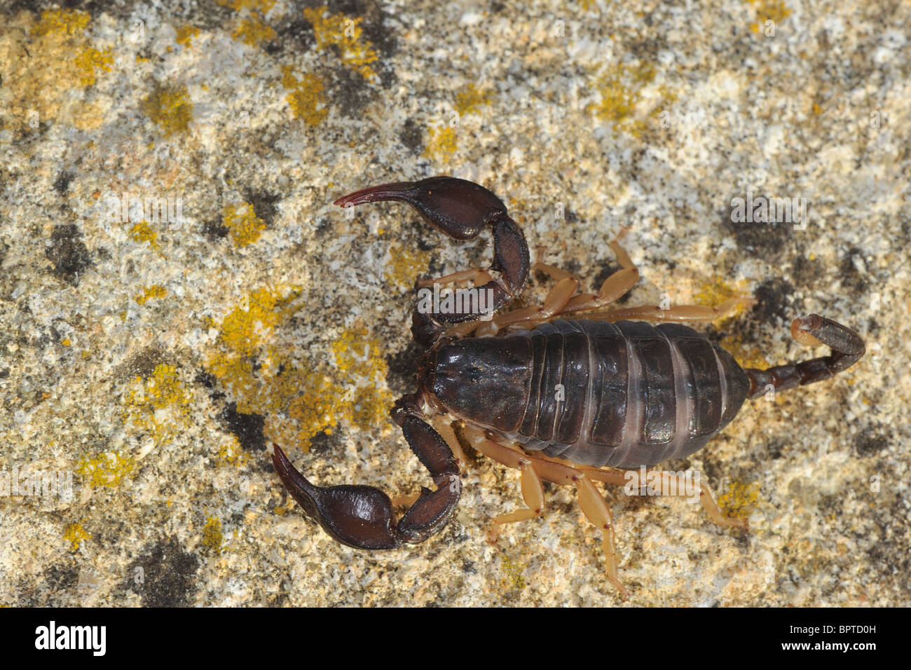 European yellow tailed scorpion hi-res stock photography and images - Alamy