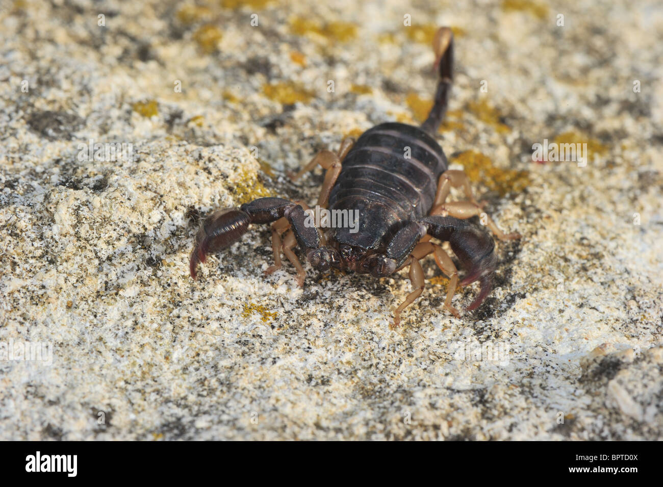 European yellow-tailed scorpion (Euscorpius flavicaudis) - Summer ...