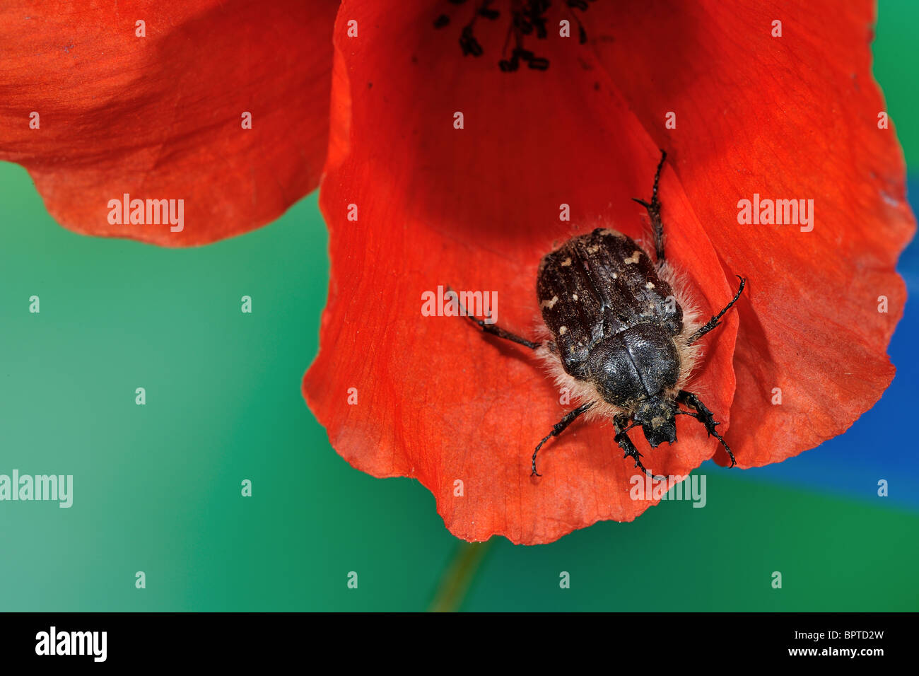 Apple Blossom Beetle (Tropinota (Epicometis) hirta) gathering nectar on ...