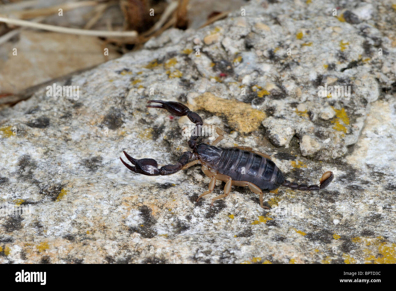 European yellow-tailed scorpion (Euscorpius flavicaudis) - Summer ...