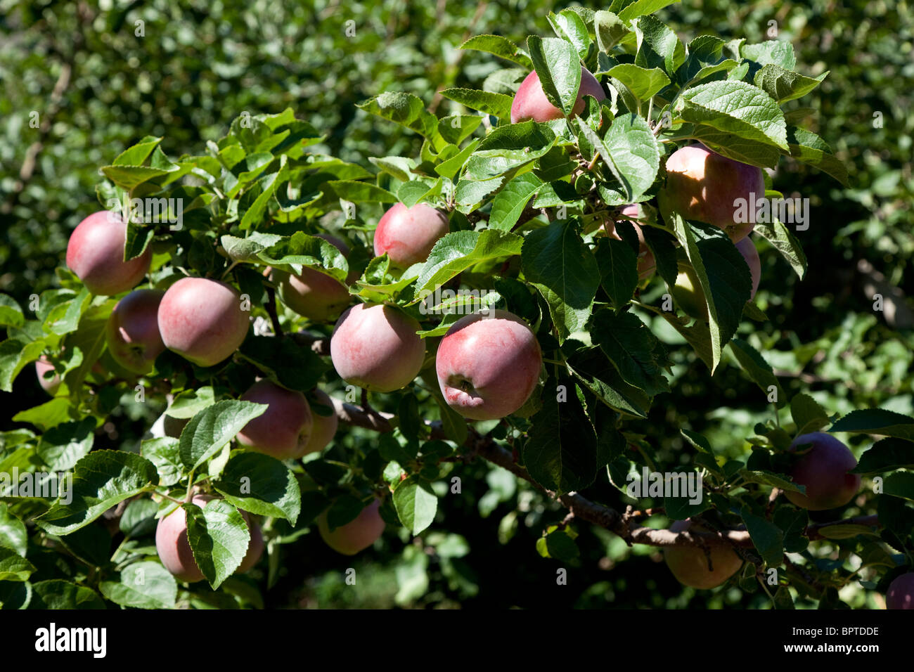 Apple Tree close up shot Stock Photo - Alamy