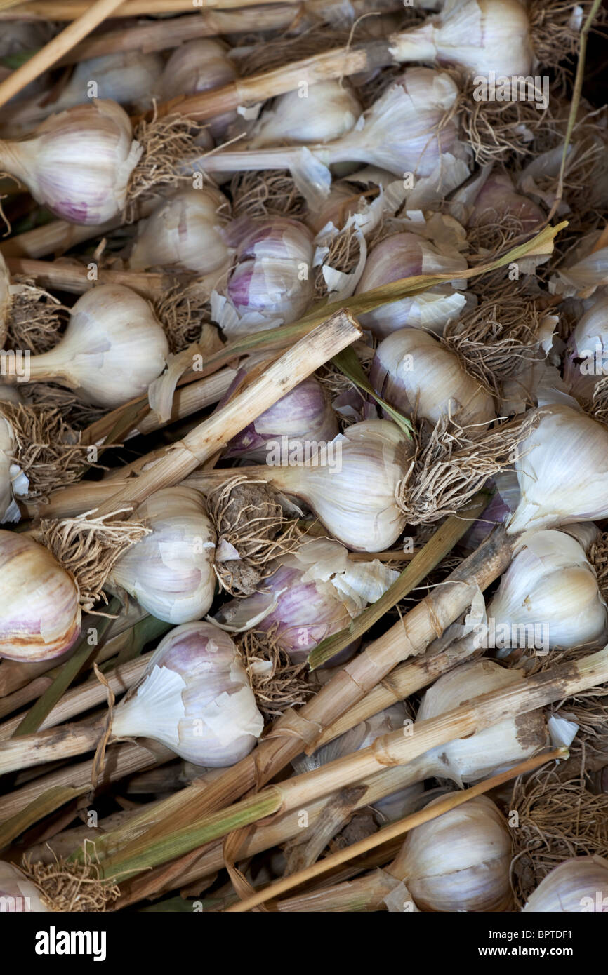 Garlic close up for background Stock Photo - Alamy