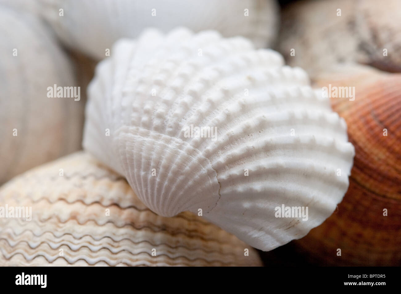 Close up detail of sea shells Stock Photo - Alamy