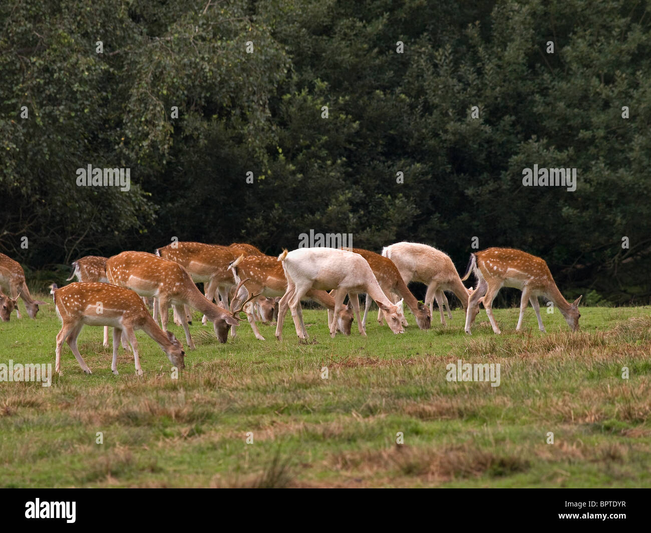Bolderwood deer sanctuary new forest hi-res stock photography and ...