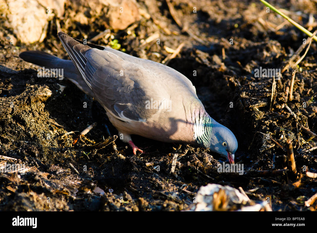 Pigeon natural habitat hi-res stock photography and images - Alamy