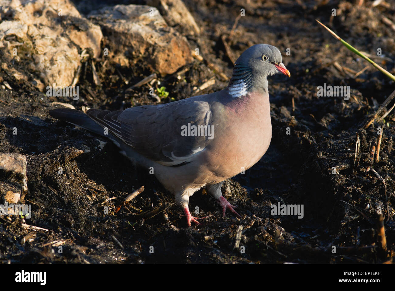 The Wood pigeon (Columba palumbus) is in the natural habitat Stock ...