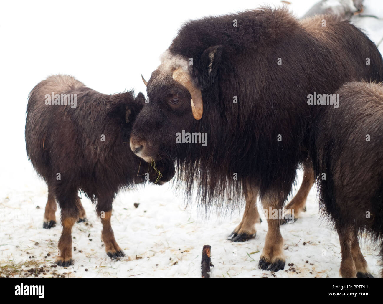 Musk Ox Wild Animal Stock Photo - Alamy