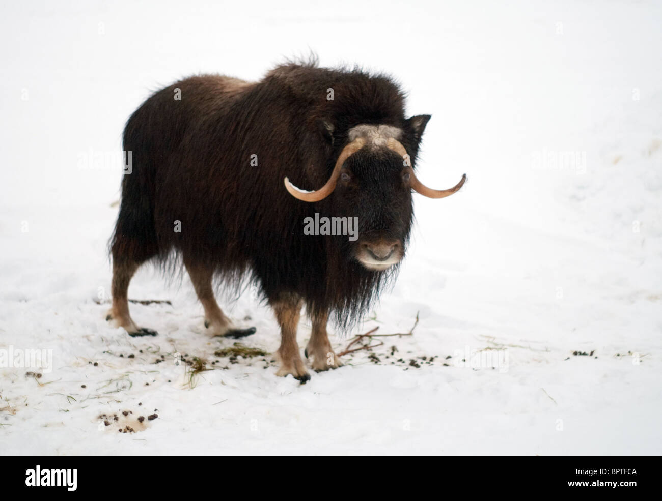 Musk Ox Wild Animal Stock Photo - Alamy