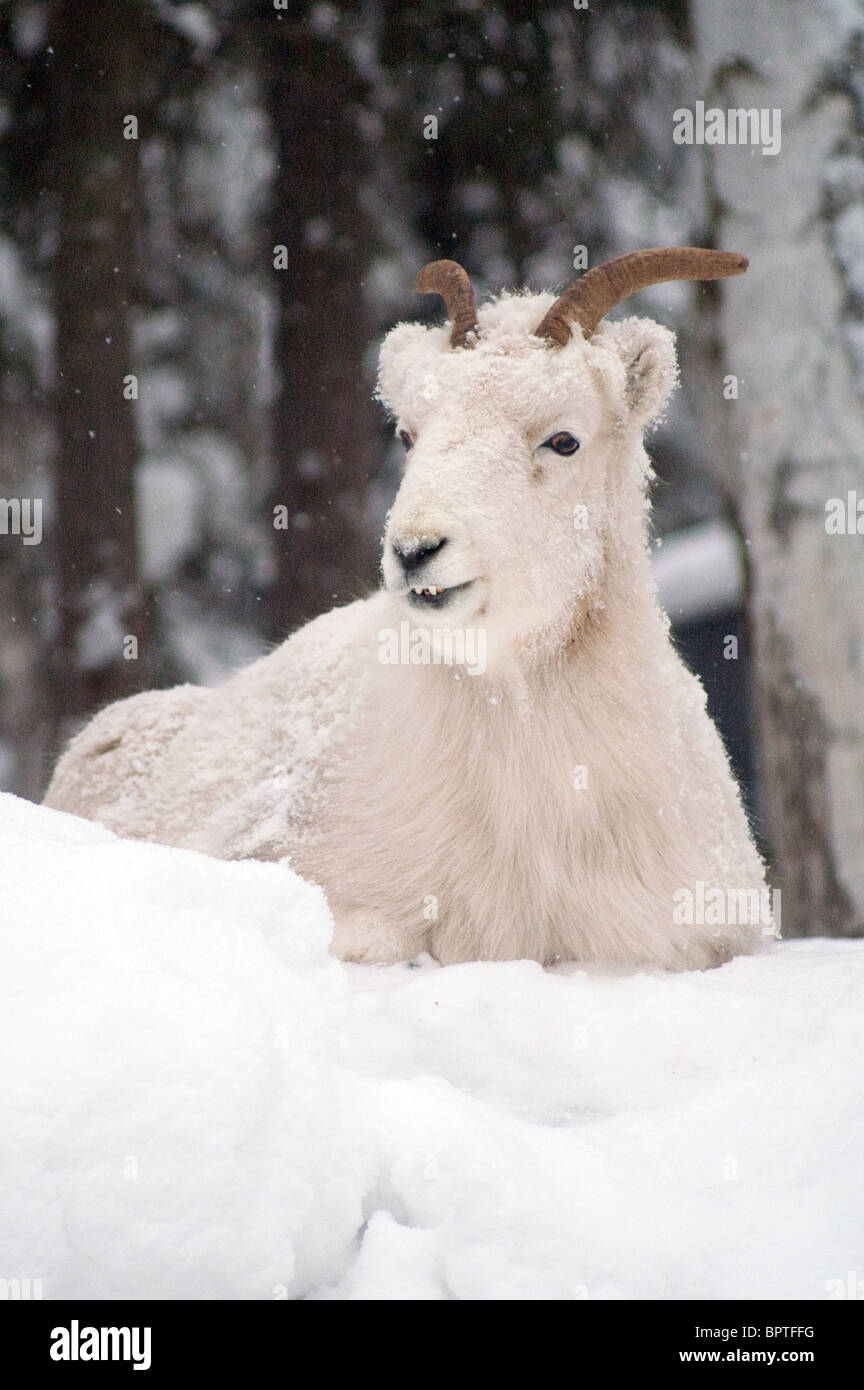 Dall Sheep in Alaska United States Stock Photo - Alamy