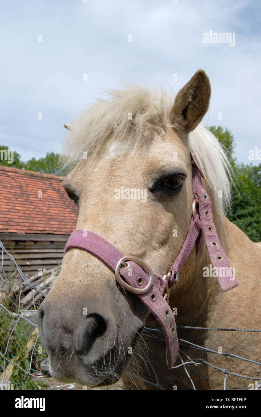 Bay coloured horse hi-res stock photography and images - Alamy