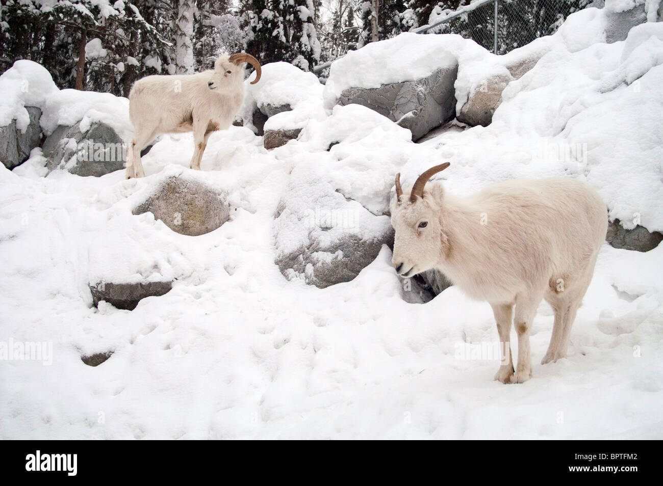Alaskan wild sheep hi-res stock photography and images - Alamy