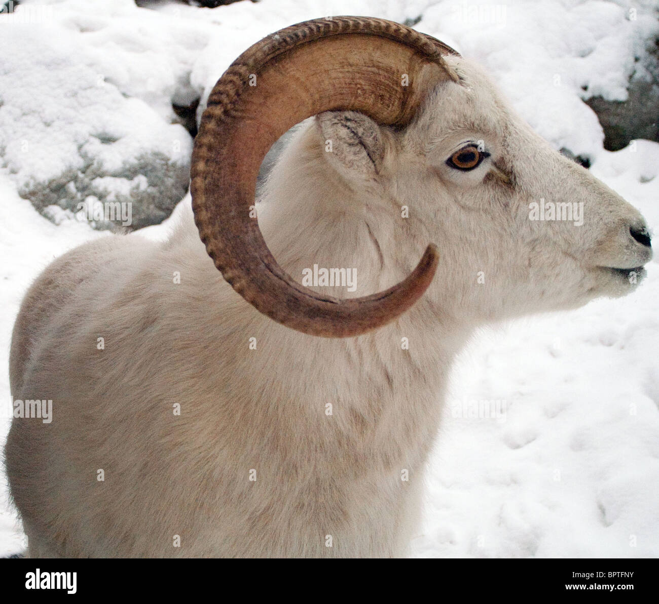 Alaskan dall sheep hi-res stock photography and images - Alamy