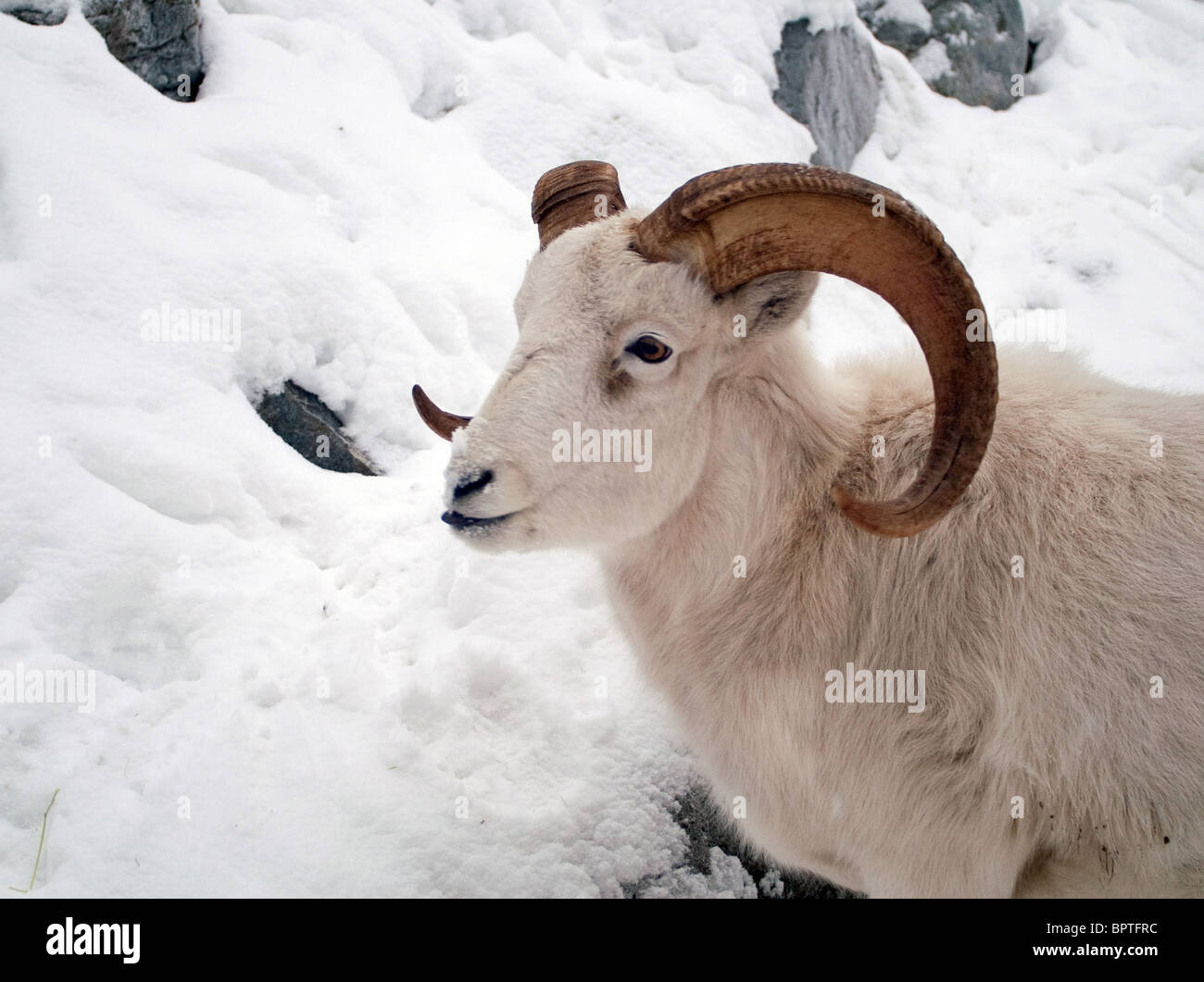 Dall Sheep in Alaska United States Stock Photo - Alamy