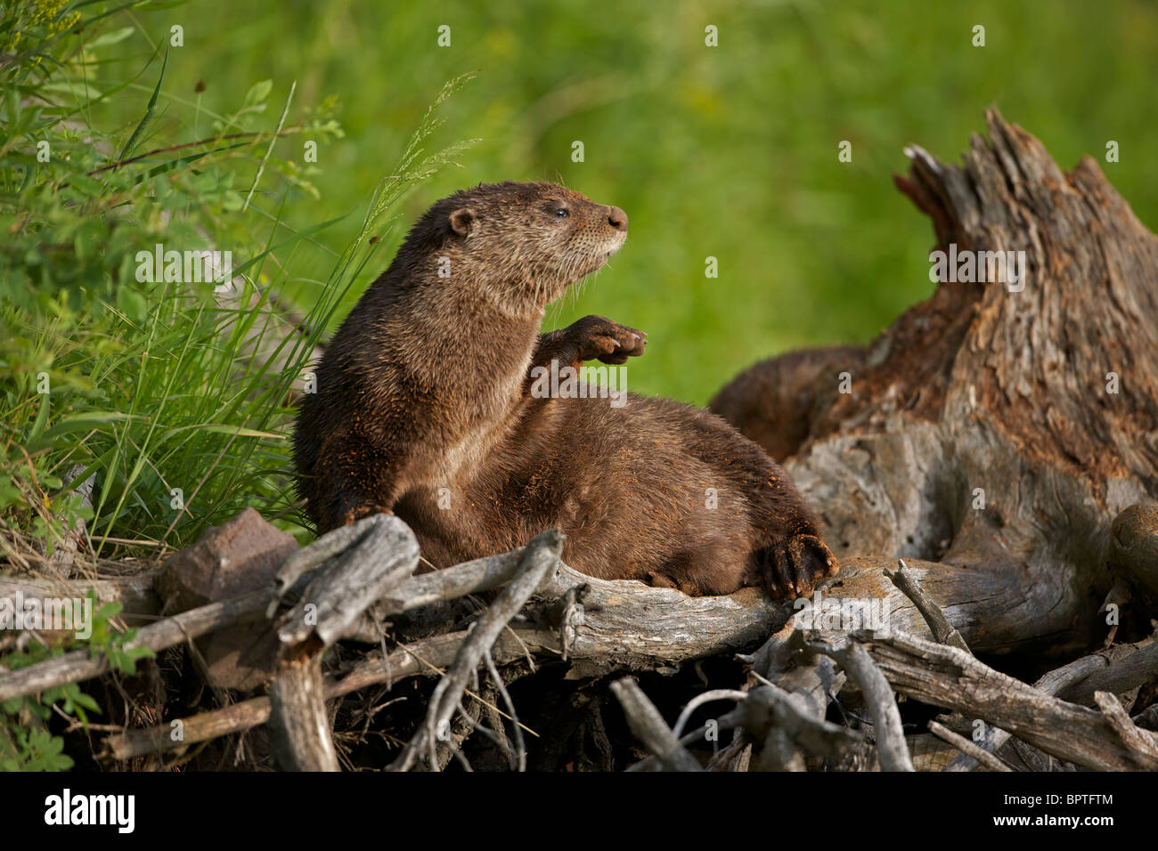 River Otter(s) - (Lutra canadensis) - Wyoming - Eat fish frogs turtles ...