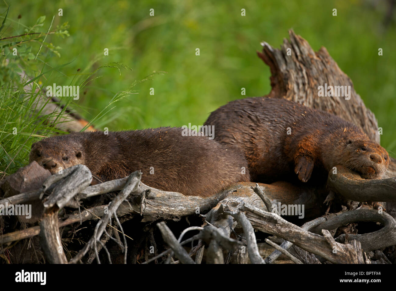 River cute hi-res stock photography and images - Alamy