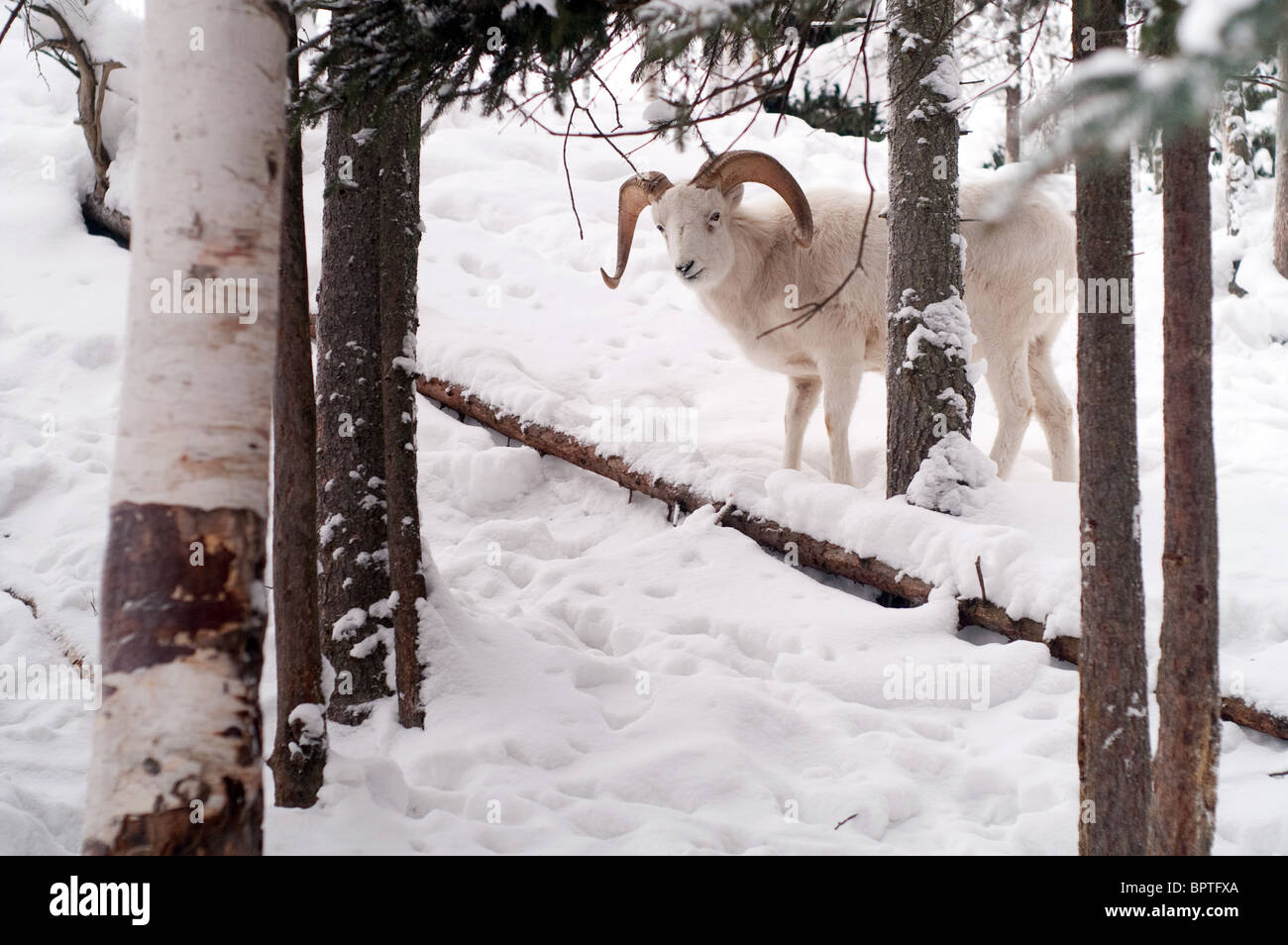 Alaskan wild sheep hi-res stock photography and images - Alamy