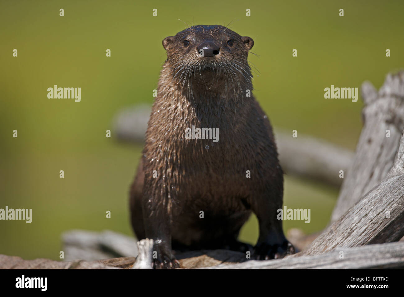 River Otter(s) - (Lutra canadensis) - Wyoming - Eat fish frogs turtles ...