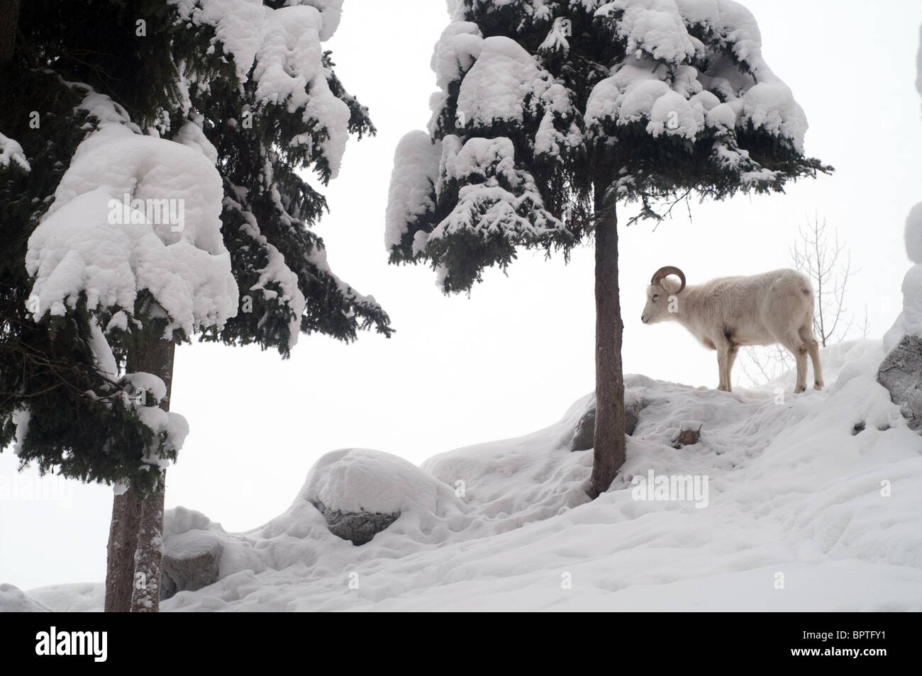 Alaskan wild sheep hi-res stock photography and images - Alamy