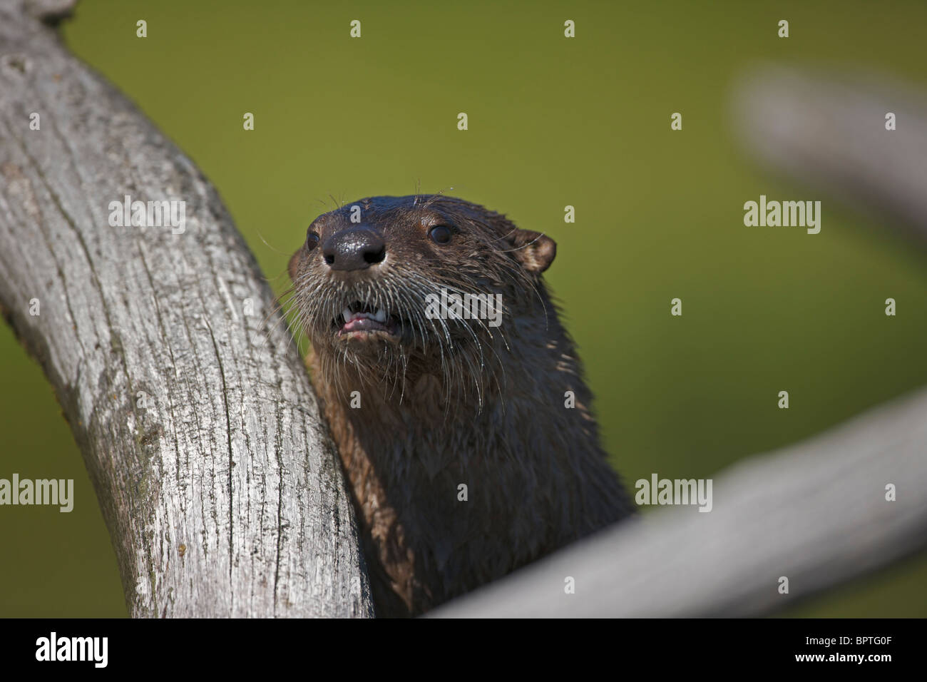 River Otter(s) - (Lutra canadensis) - Wyoming - Eat fish frogs turtles ...