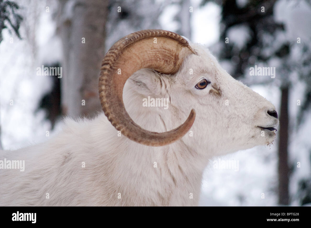 Dall Sheep in Alaska United States Stock Photo - Alamy