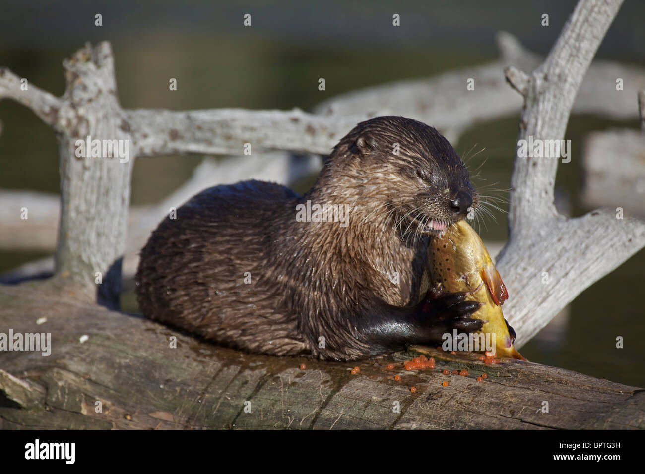 River Otter (Lutra canadensis) feeding on Cutthroat Trout (Oncorhynchus ...