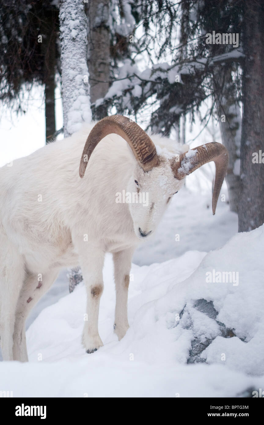 Alaskan wild sheep hi-res stock photography and images - Alamy