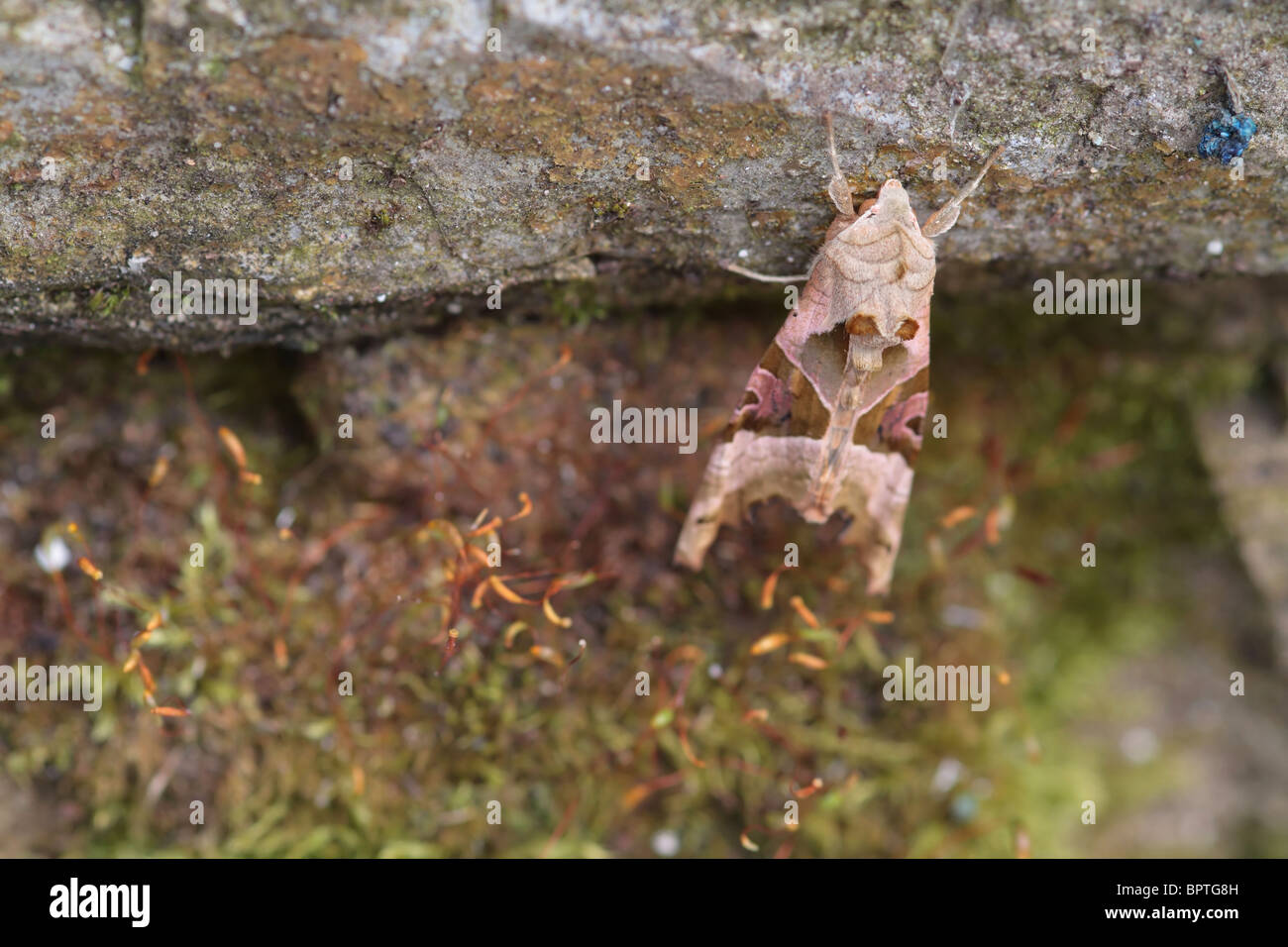 Angle Shades (phlogophora meticulosa) Moth resting on stone Stock Photo ...