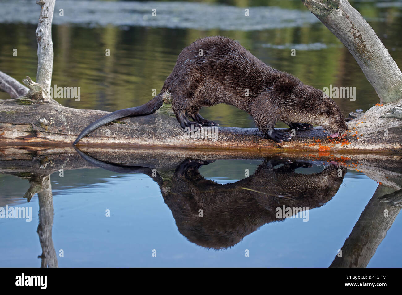 River Otter(s) - (Lutra canadensis) - Wyoming -River Otter(s) - (Lutra ...