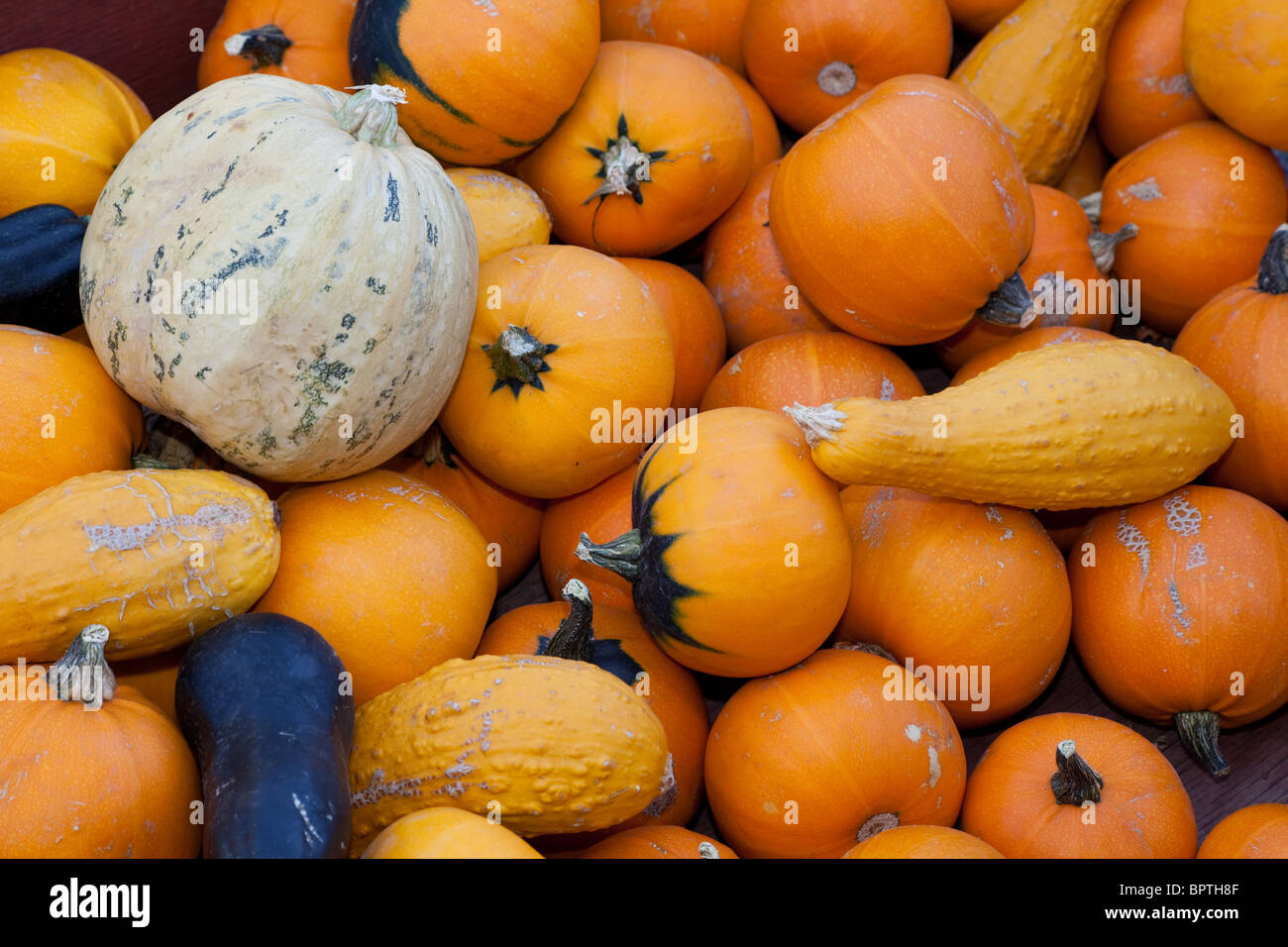 Pumpkin close up for background Stock Photo - Alamy