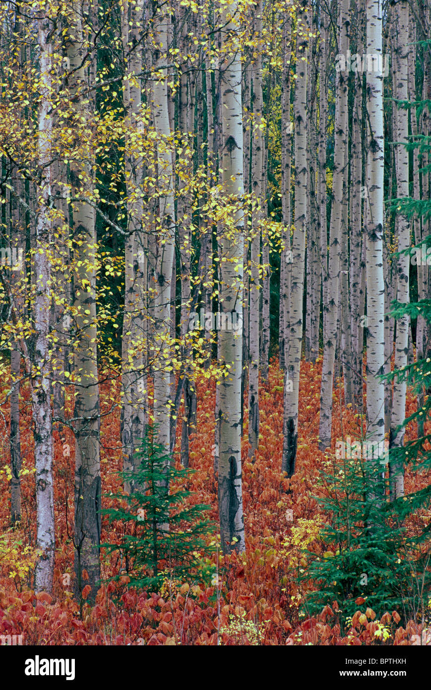 Quaking aspen grove and vertical view hi-res stock photography and ...