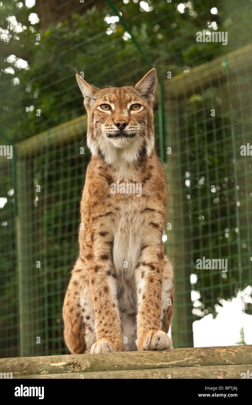 Lynx uk hi-res stock photography and images - Alamy