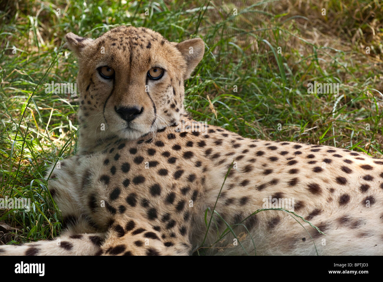 World wild foundation hi-res stock photography and images - Alamy