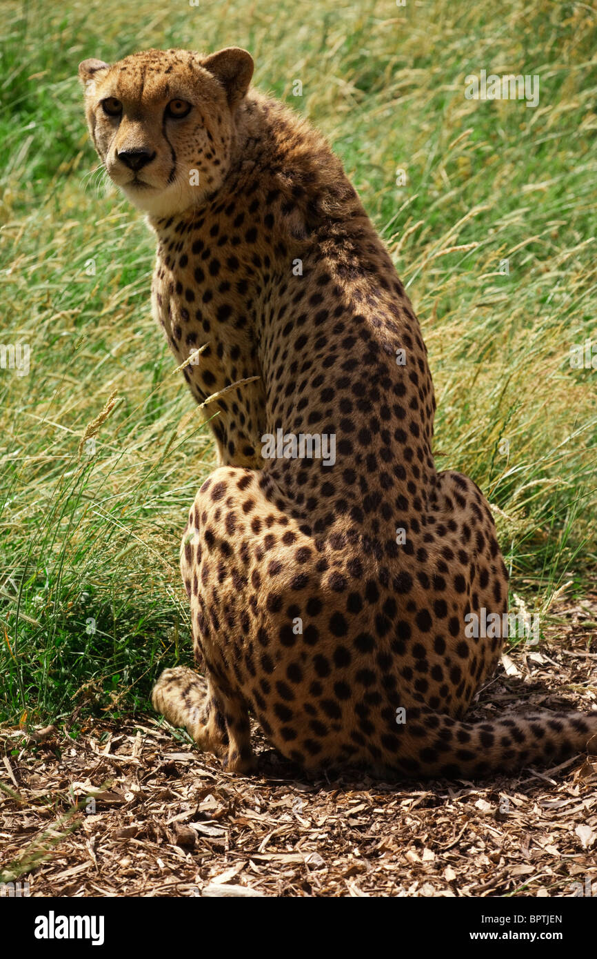 Cheetah markings hi-res stock photography and images - Alamy
