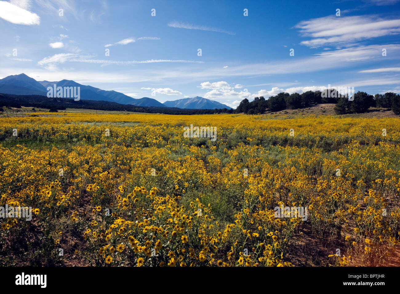 Ranch pasture full of wild sunflowers along the Collegiate Peaks Range ...