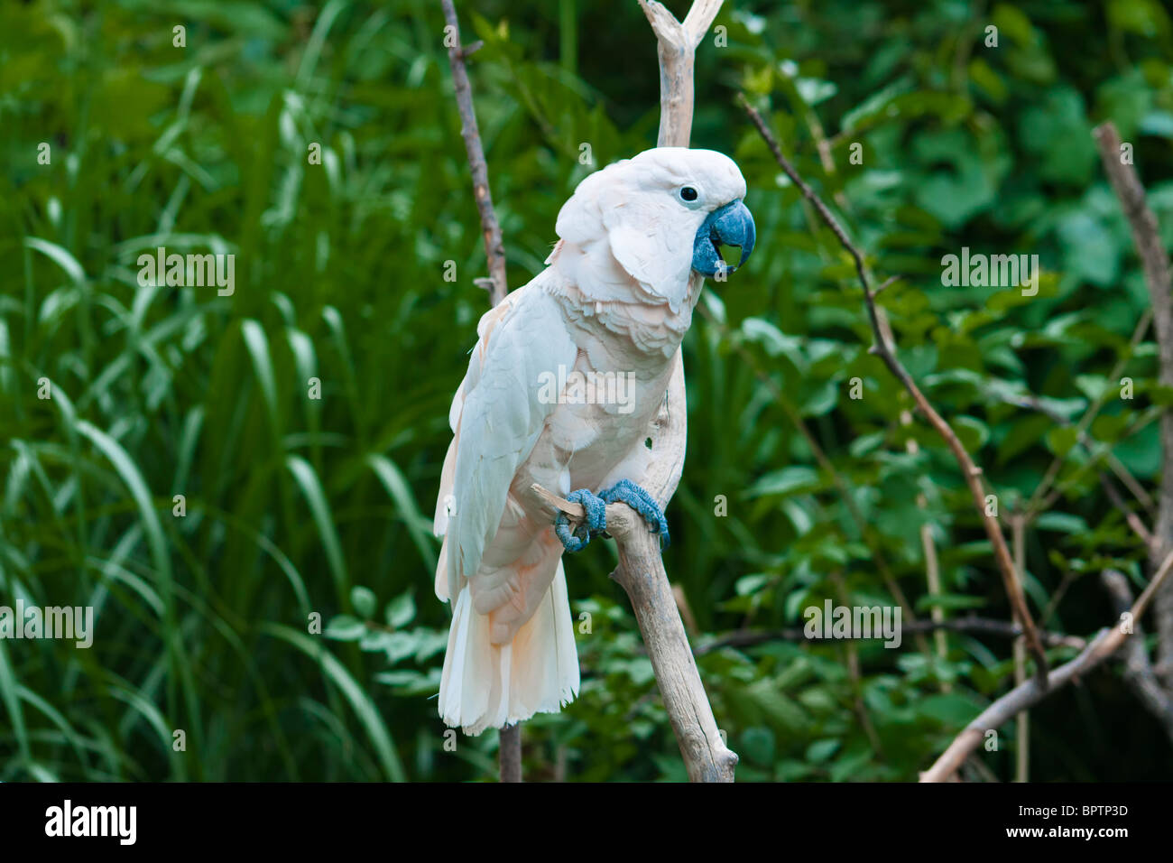 The White Cockatoo, Cacatua alba (also known as the Umbrella Cockatoo ...