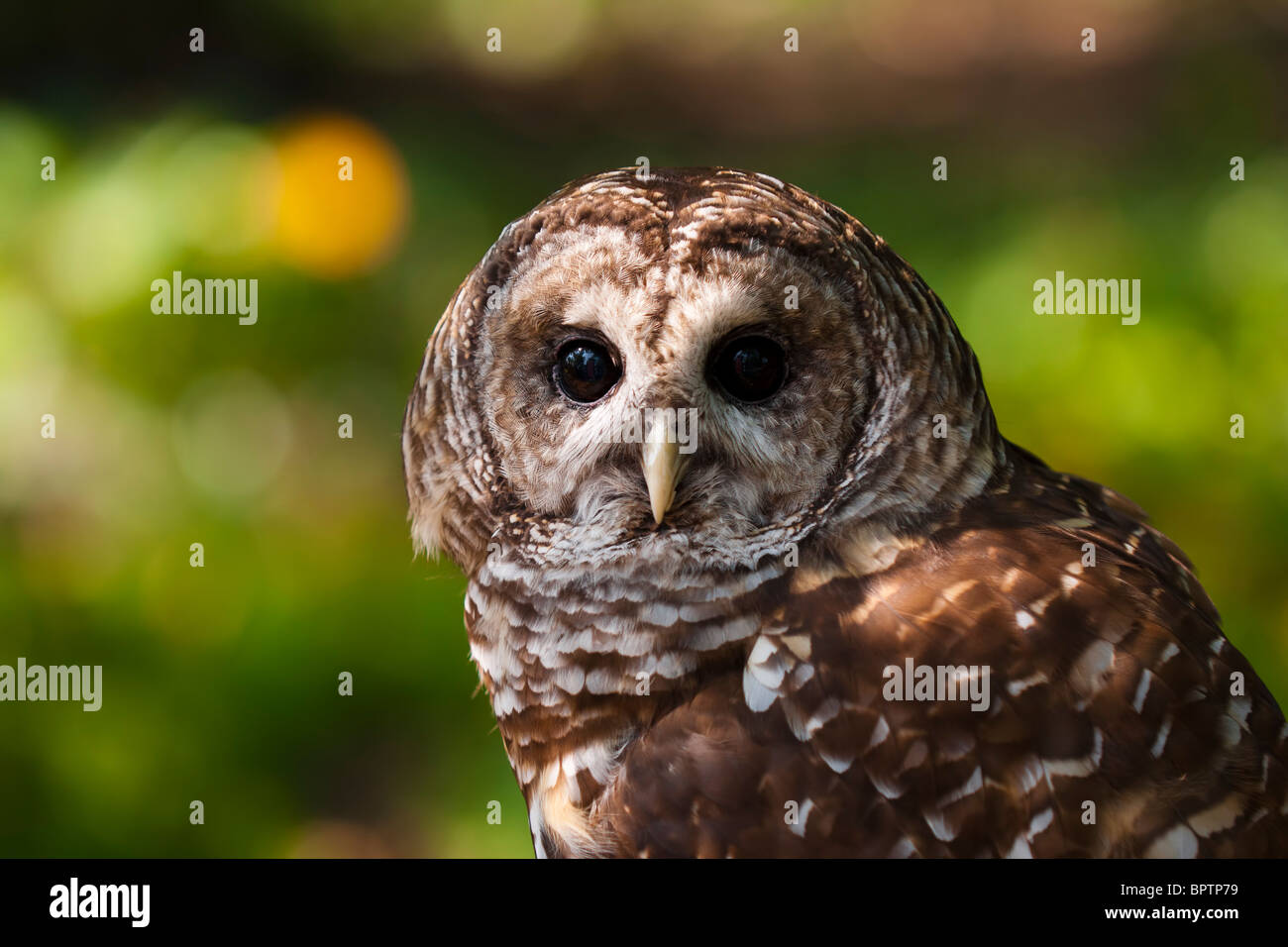 Spotted owl hi-res stock photography and images - Alamy