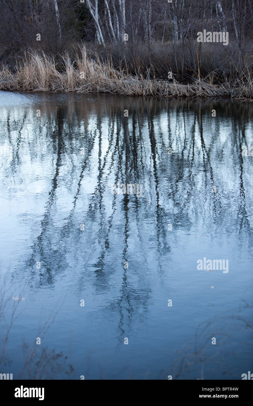 Trees reflecting on river Stock Photo - Alamy
