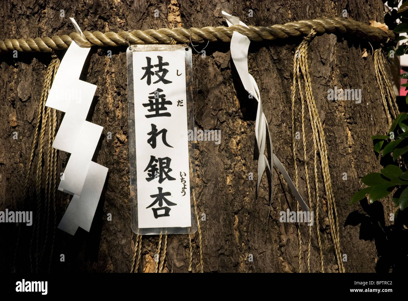 Shintoist symbols on a tree at a Shinto shrine near Tsukiji market in ...