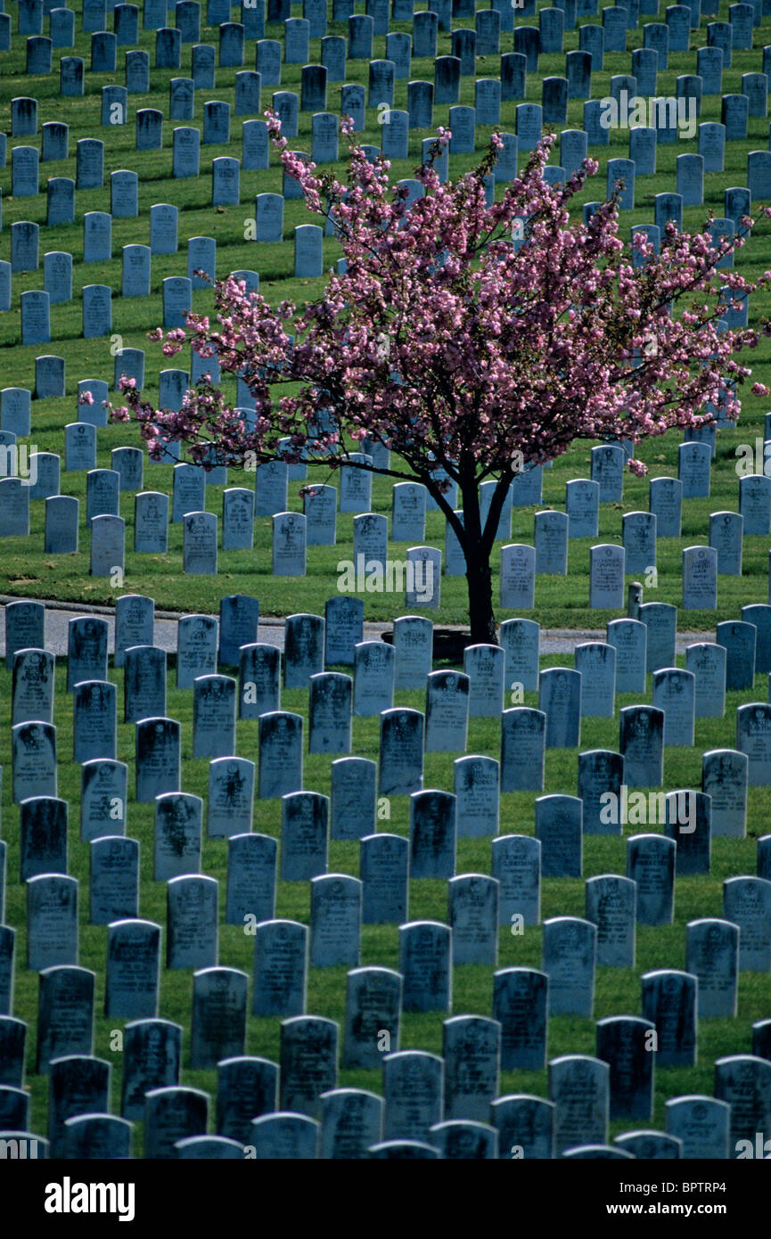 Evergreen washelli hi-res stock photography and images - Alamy