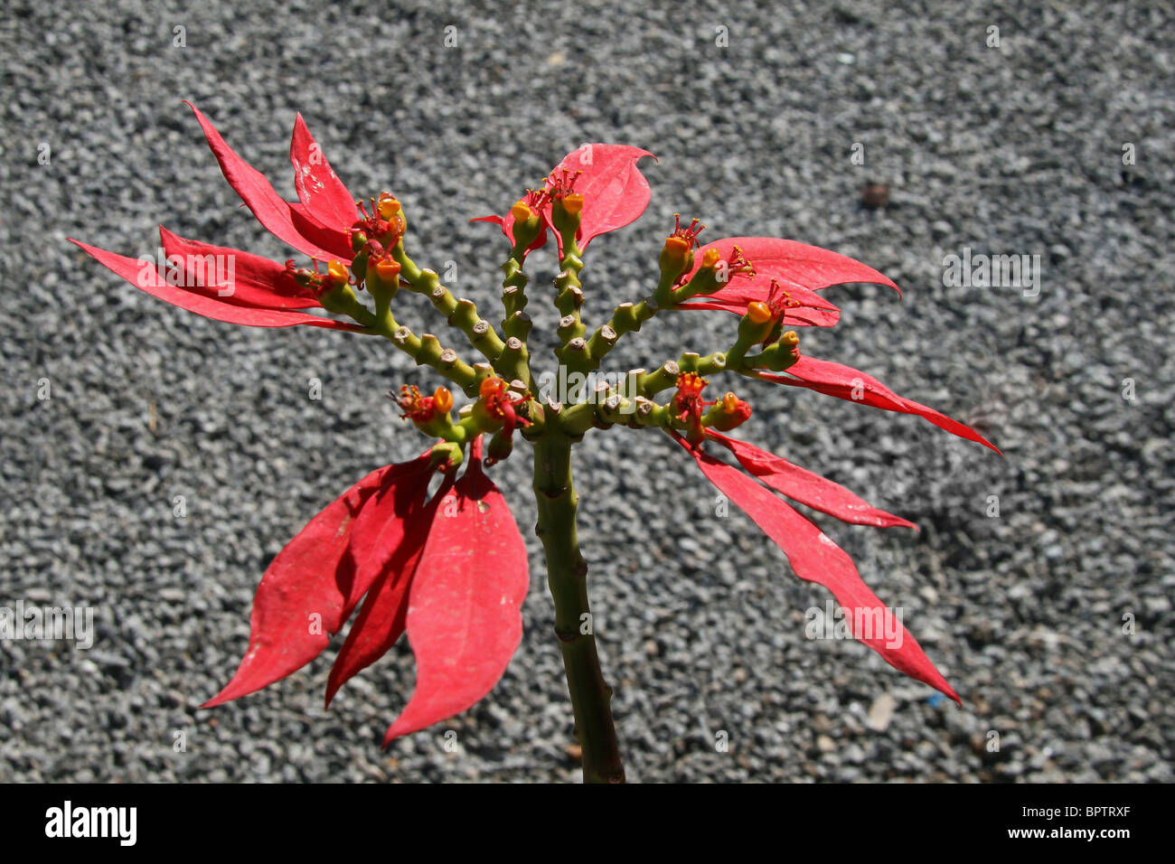 New red leaf hi-res stock photography and images - Alamy