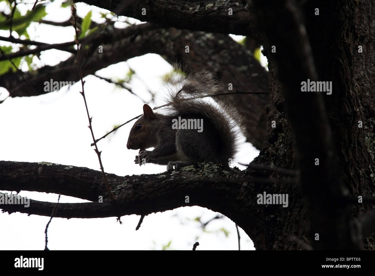 Grey squirrel tree hi-res stock photography and images - Alamy
