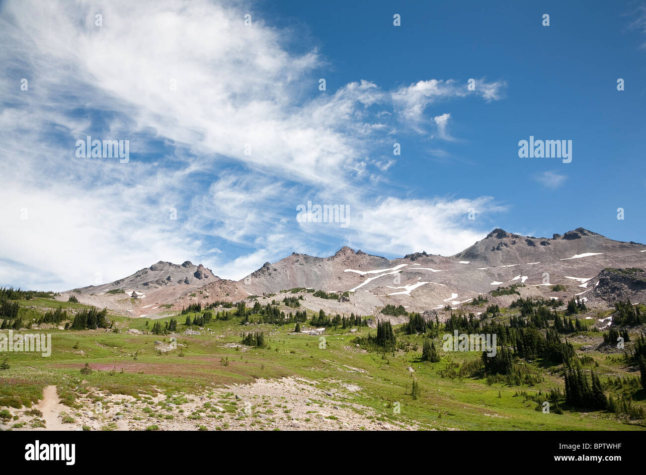 Wildflower Meadow along the PCT in the Goat Rocks Wilderness, Gifford ...