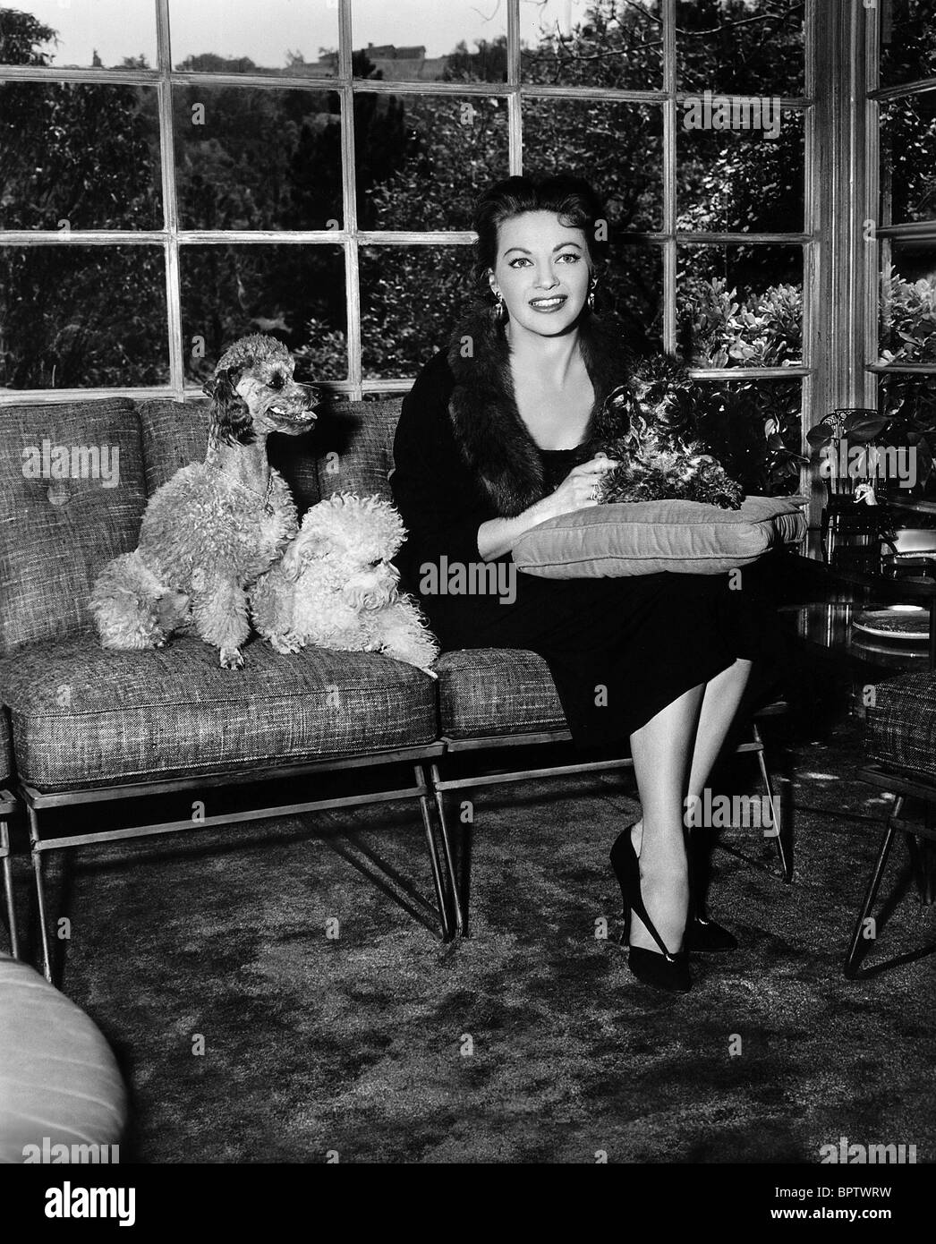 YVONNE DE CARLO WITH DOGS ACTRESS (1956 Stock Photo - Alamy