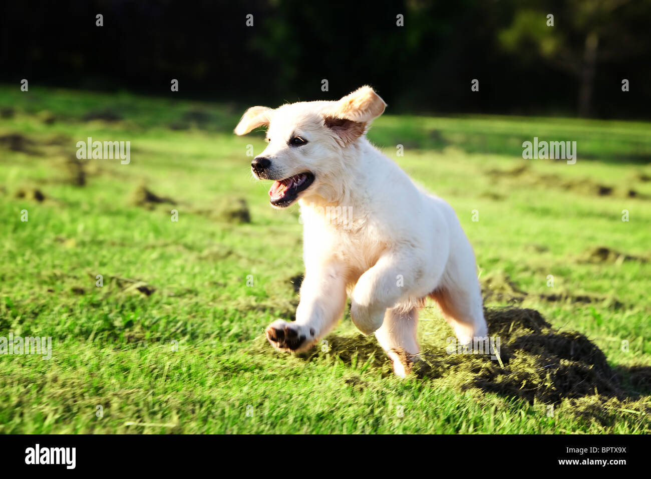 Labrador puppy running hi-res stock photography and images - Alamy