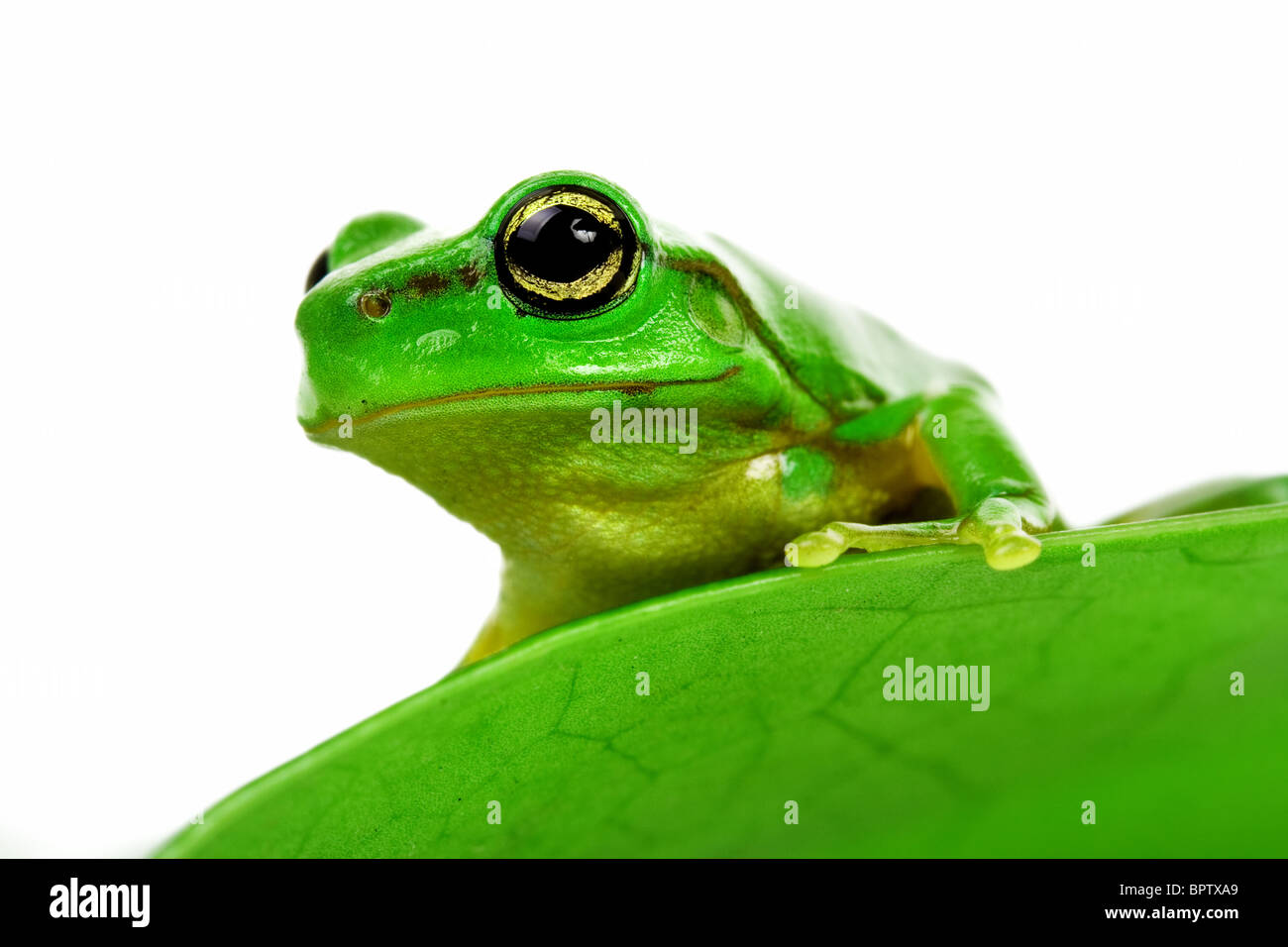 Frog peeking out from behind the leaf Stock Photo - Alamy