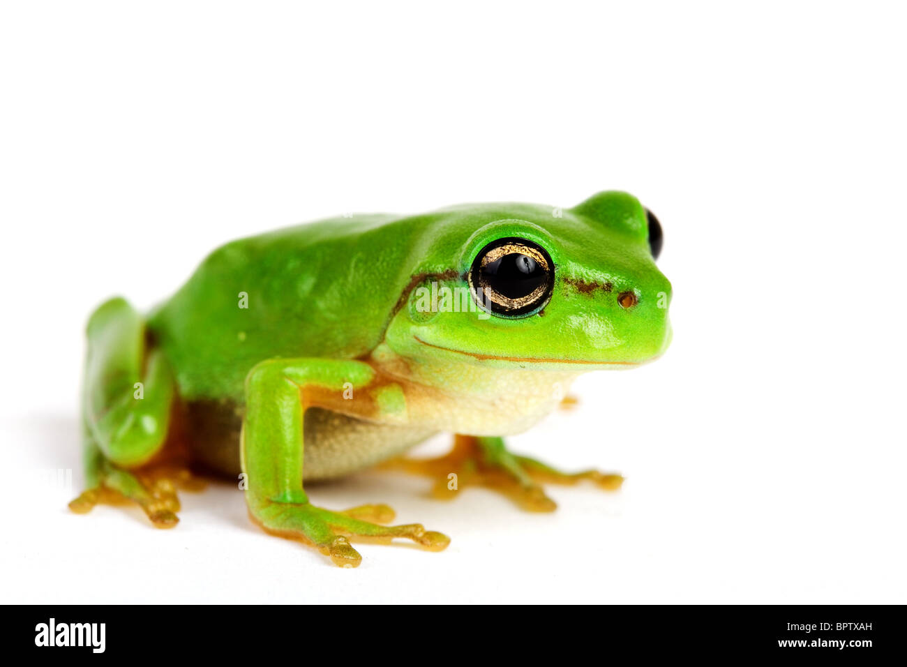 Frog hi-res stock photography and images - Alamy